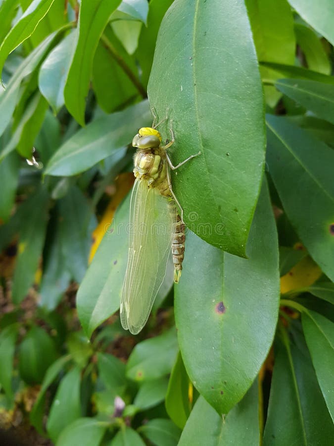 Dragonfly Emerging from Naiad State Stock Image - Image of macro ...