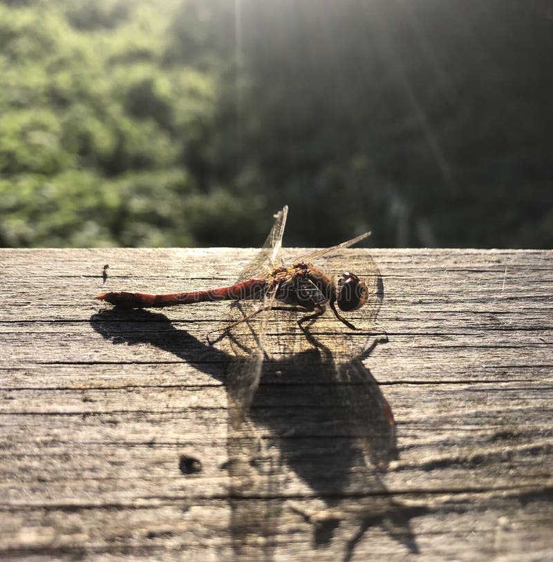 Dragonfly stock image. Image of summer, late, dragonfly - 129329891