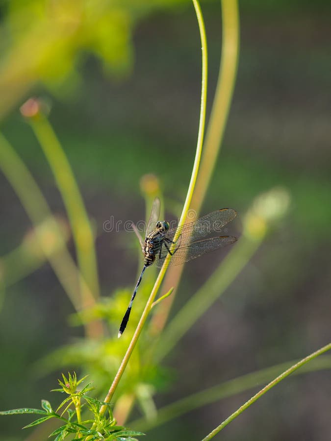 A Dragonfly Enjoying Sunbathing Stock Photo - Image of sunlight, morning: 277963842