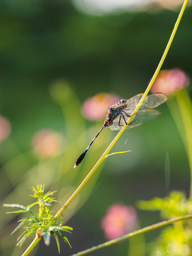 A Dragonfly Enjoying Sunbathing Stock Photo - Image of spring, summer: 277964008
