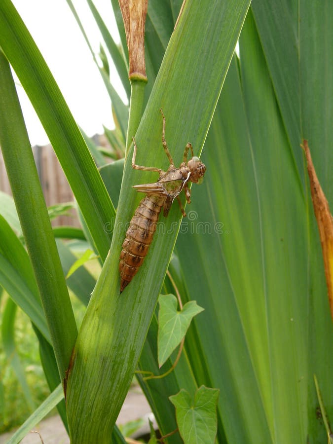 Dragonfly Exuvia stock photo. Image of larvae, case, skin - 76526654