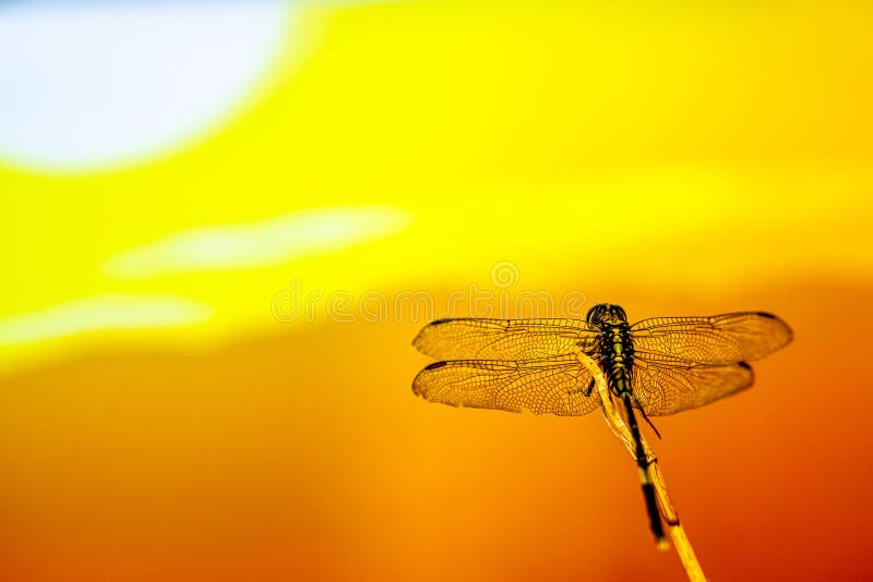 A Dragonfly Facing the Sun, As an Additional Element for Poetry and ...