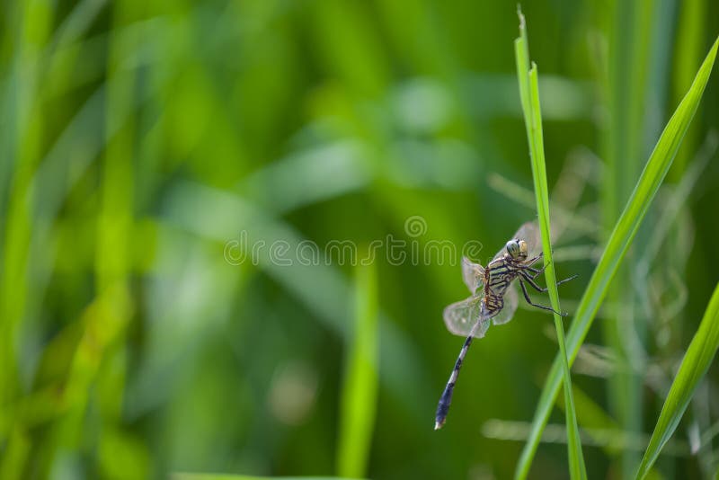 Coconut Leaf and dragonfly stock illustration. Illustration of nature ... Coconut Leaf and dragonfly stock illustration. Illustration of nature ...