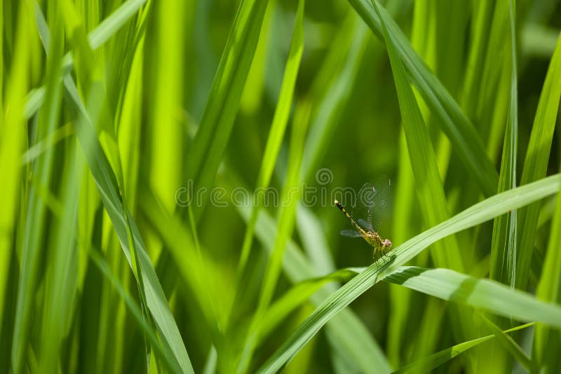 Dragonfly Rice Farm Field Backdround Stock Photo - Image of economy ...