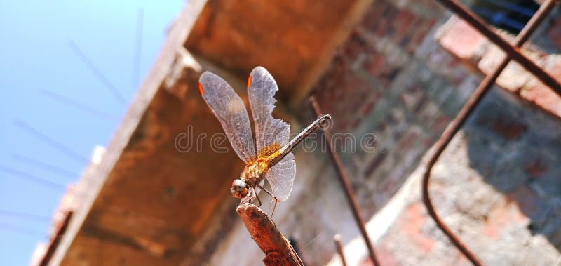 Dragonfly in New Construction Building Stock Image - Image of state ...