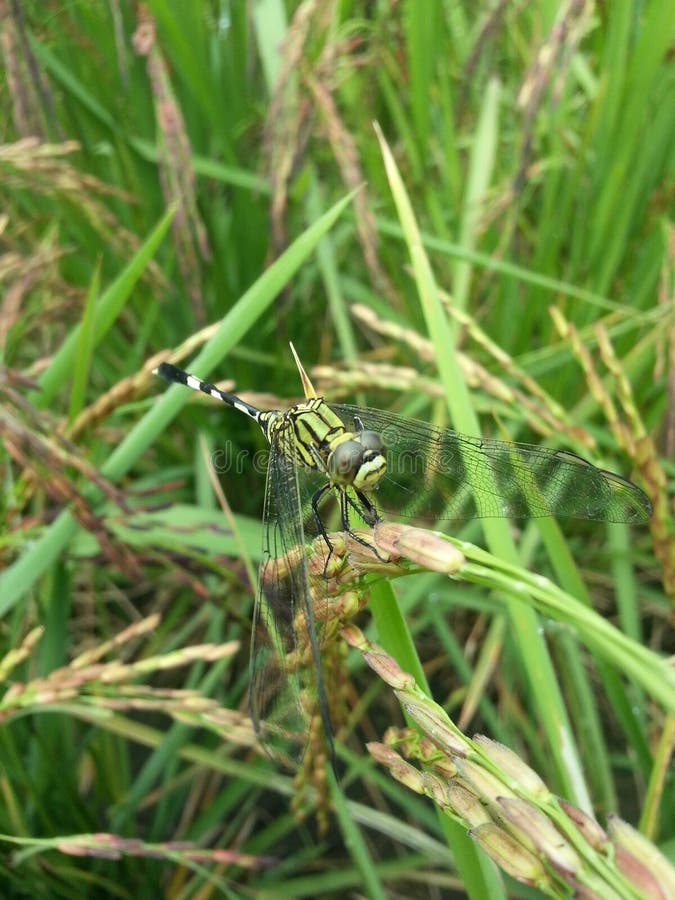 Dragonfly in field rice stock photo. Image of pest, rice - 44249610