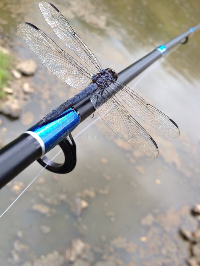 Dragonfly Fishing Pole Stock Photos - Free & Royalty-Free Stock Photos ...