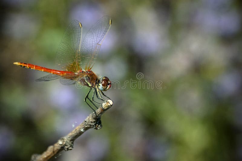 Big red Dragonfly Closeup stock photo. Image of dragonfly - 41660358