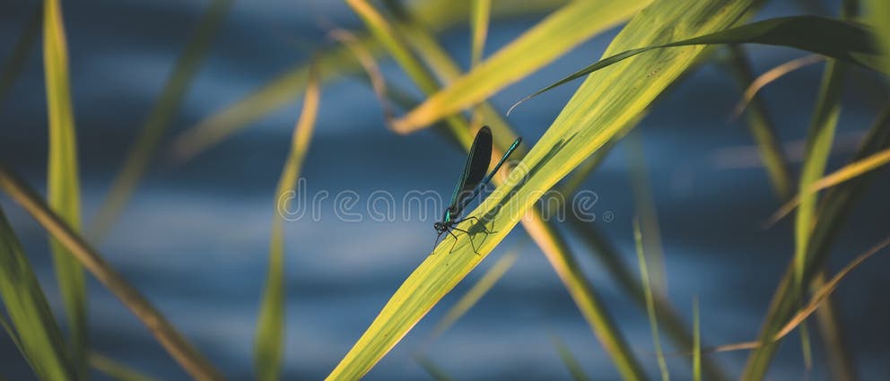 A Dragonfly Flew in and Sat on a Reed Stock Photo - Image of staring ...