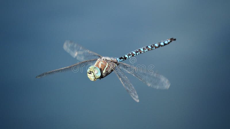 Dragonfly in Flight stock image. Image of flight, dragonfly - 193415405