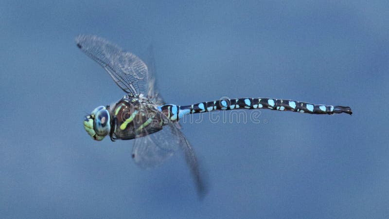 Dragonfly in Flight stock photo. Image of odanata, flight - 193415406