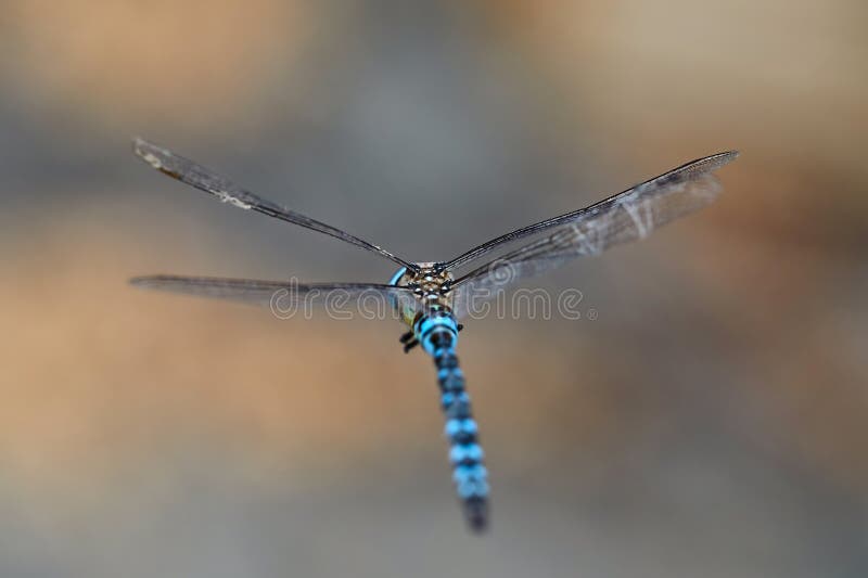 Dragonfly in flight stock image. Image of summer, insect - 279826009