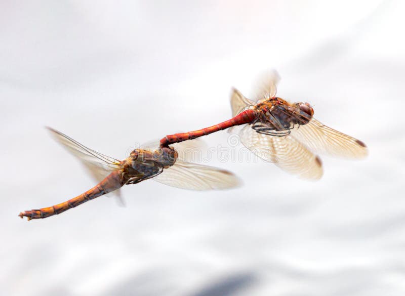 Dragonfly in Flight Mating Over Water Stock Image - Image of wings ...