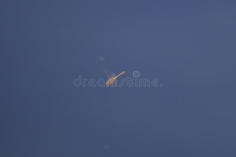 A dragonfly in flight stock photo. Image of wild, fauna - 343060076