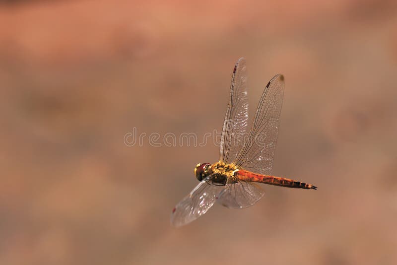 Dragonfly in flight stock image. Image of striolatum - 98405365