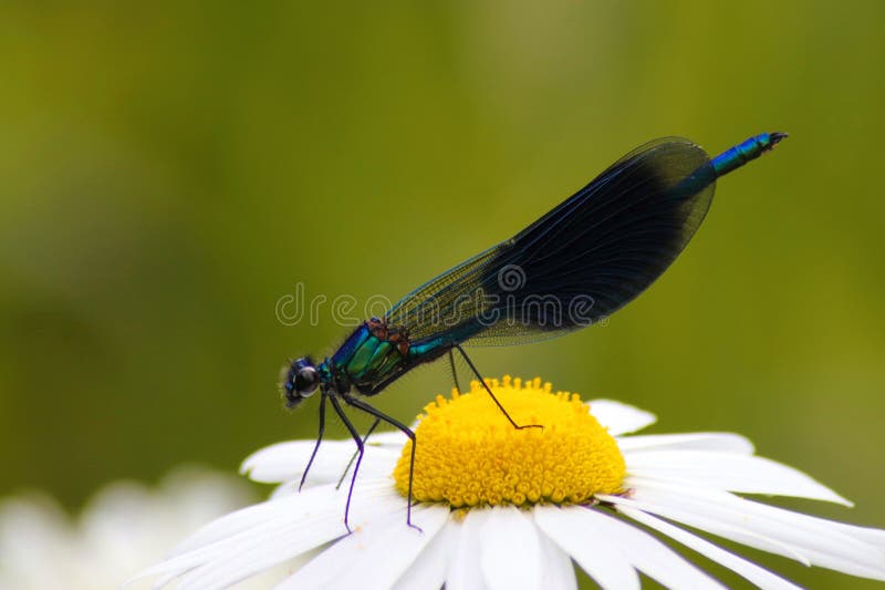 Dragonfly on flower stock photo. Image of invertebrate - 225906974