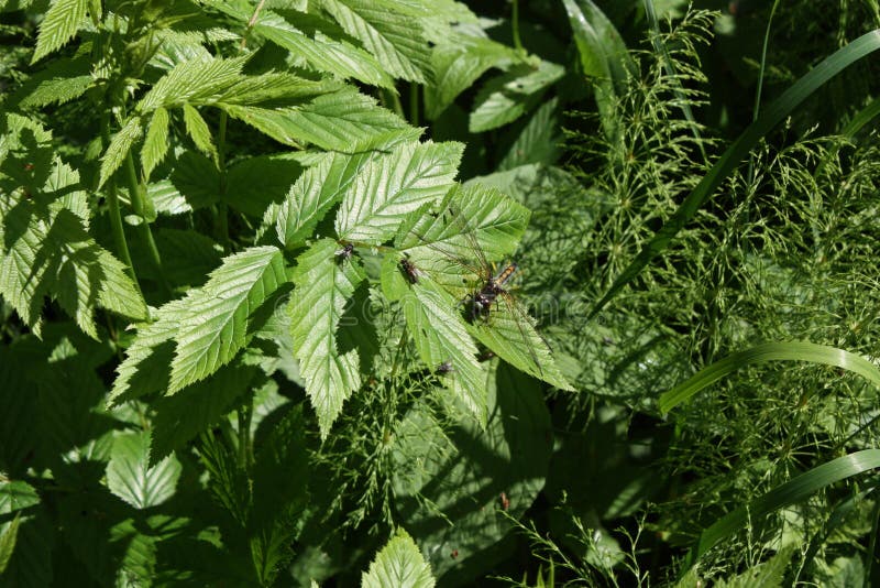 Dragonfly and Fly on Raspberry Bush. Stock Photo - Image of dragonfly ...