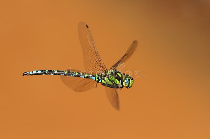 Dragonfly flying stock photo. Image of animal, nature - 26495430