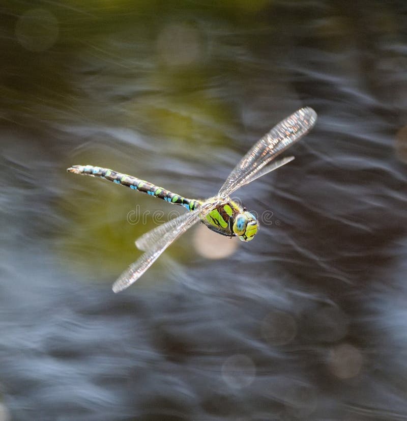 Dragonfly Flying Above Water Surface Stock Photo - Image of natural ...