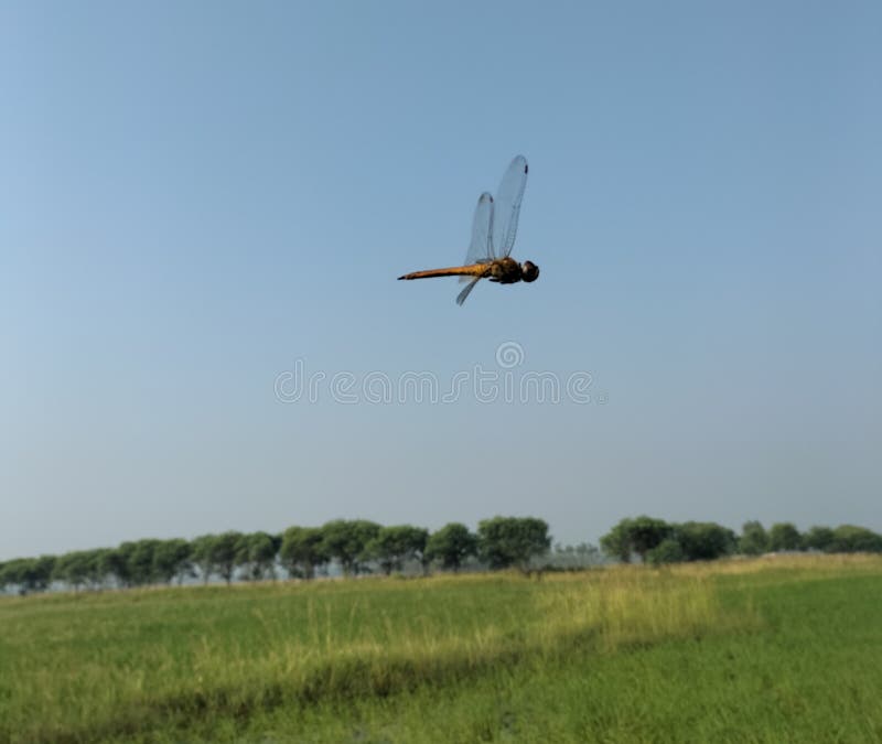 Dragonfly Flying in the Blue Sky Stock Photo - Image of life, insect ...