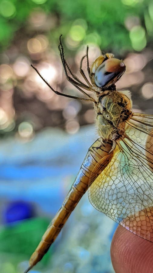 Dragonfly, Flying Insect, Compound Eyes Stock Photo - Image of eyes ...