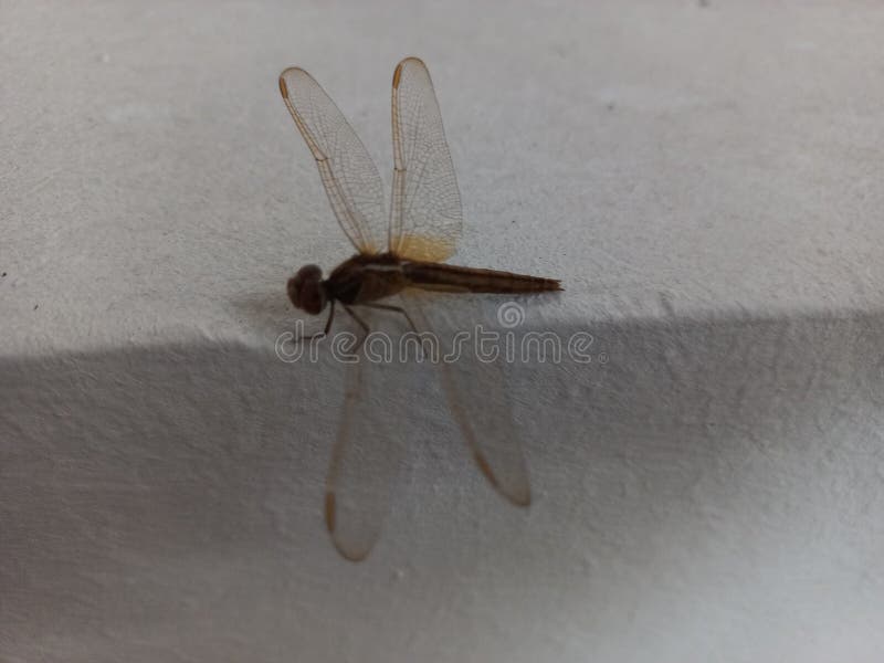 Closeup Shot of an Isolated Dragonfly Insect, Resting on a Wall Stock ...