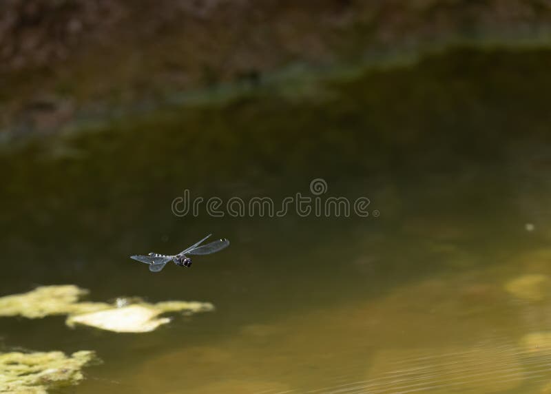Dragonfly Flying Over a Pond Stock Image - Image of duck, white: 237907539