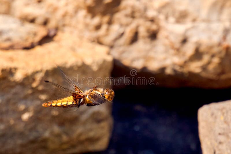 Dragonfly Flying Over Rocks, Insect Stock Image - Image of life ...