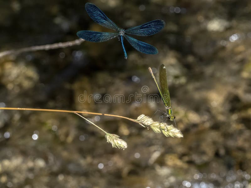 Dragonfly Flying in the River Stock Photo - Image of wing, garden ...