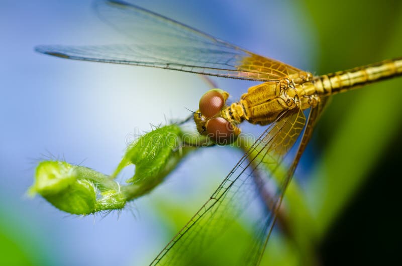 Dragonfly in garden stock image. Image of arthropod, bright - 21594765