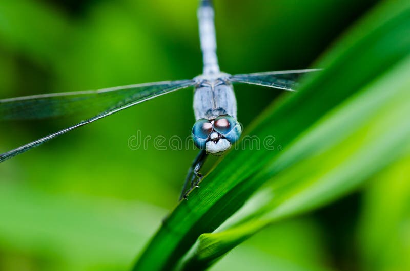 Dragonfly in garden stock image. Image of macro, green - 21835031