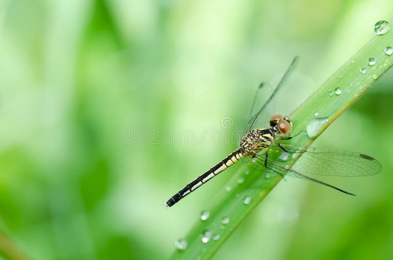 Dragonfly in garden stock photo. Image of macro, wildlife - 23028684