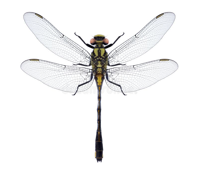 Dragonfly Gomphus Flavipes (female) on a Plant Stock Image - Image of ...