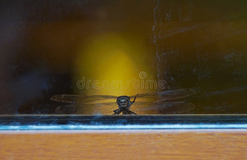 Fly Caught Transparent Background Stock Photos - Free & Royalty-Free ...