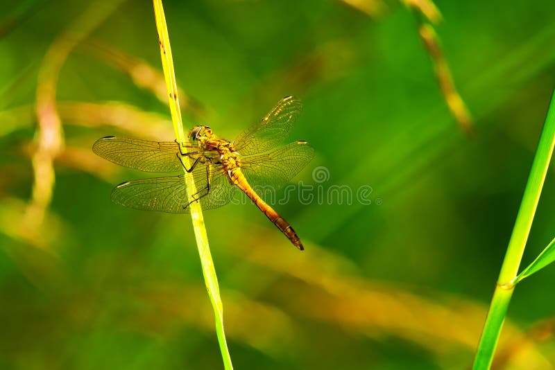 Dragonfly on a grass straw stock photo. Image of pattern - 32797436