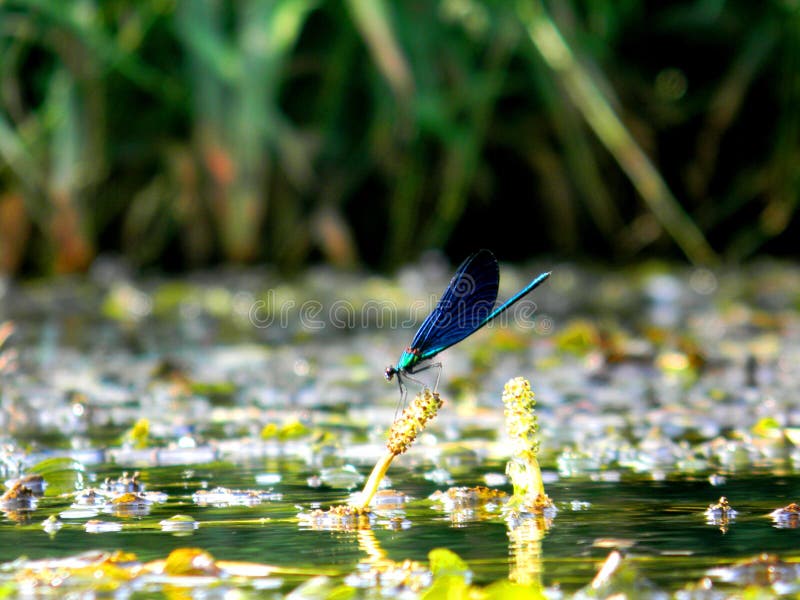 Dragonfly stock photo. Image of dragonfly, great, background - 43007276