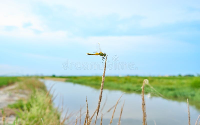 Dragonfly in the Green Fields Grown with Rice Plants. July in the ...