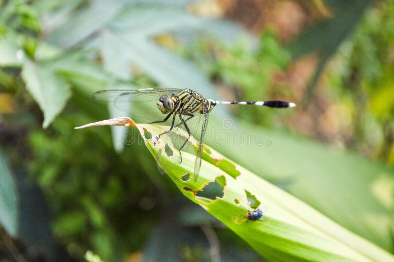 Tropical Rainforest Dragonfly Stock Photo - Image of insects ...