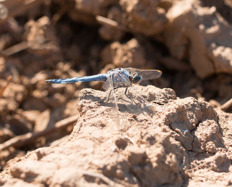 Gray Dragonfly on the Ground Stock Image - Image of nature, gray: 194937367