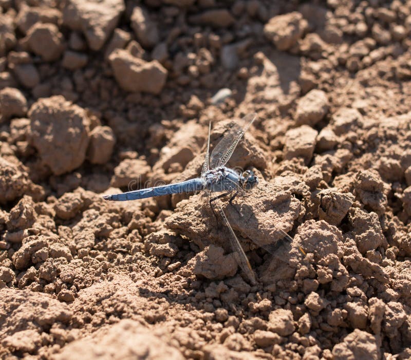 Blue Dragonfly on the Ground Stock Photo - Image of nature, wing: 238023280
