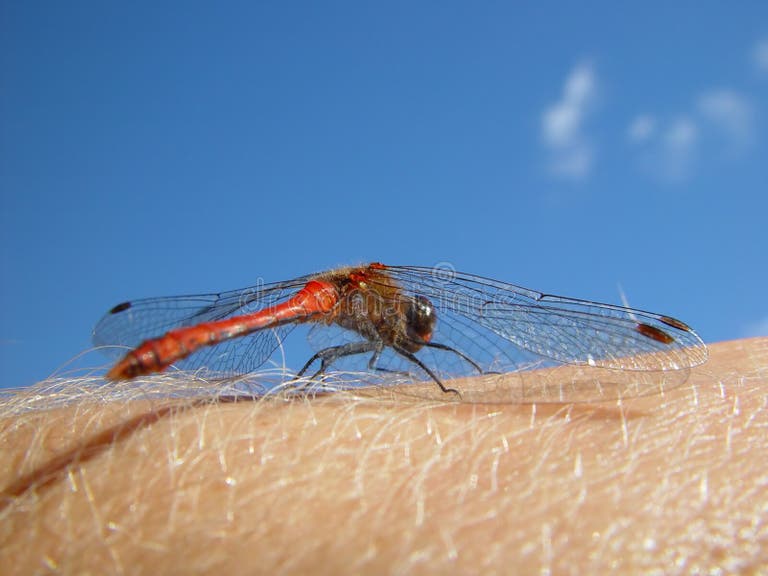 Dragonfly on hand stock image. Image of dragonfly, damselfly - 15445