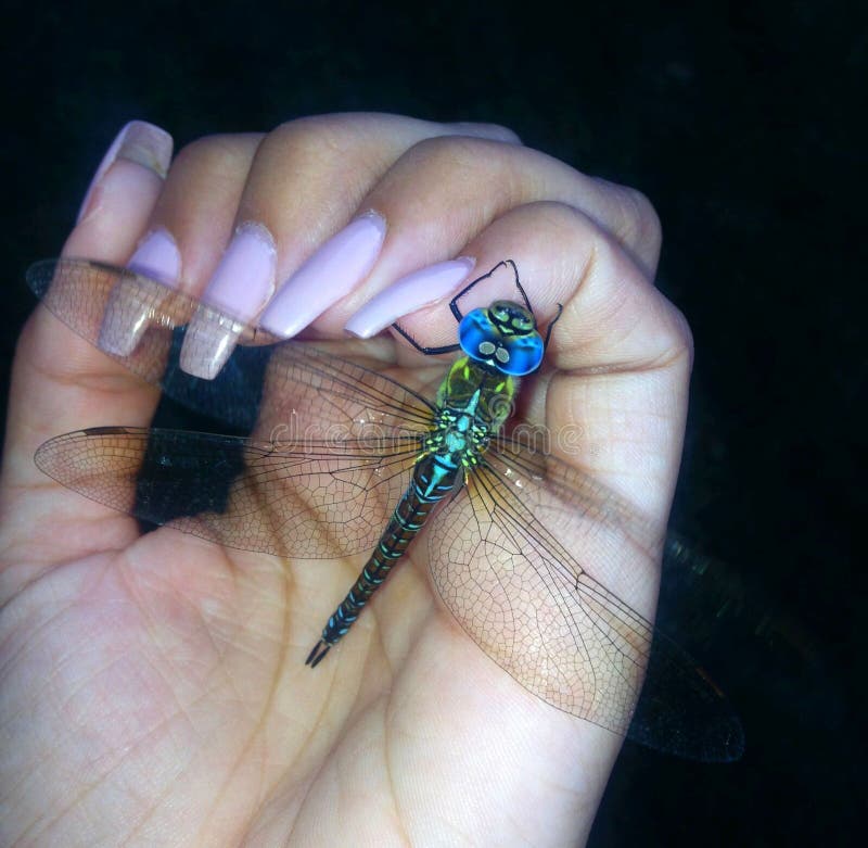 1,460 Dragonfly Hand Stock Photos - Free & Royalty-Free Stock Photos ...