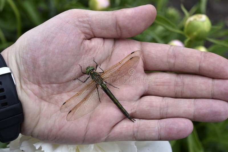 Dragonfly in Hand. a Large Dragonfly Stock Photo - Image of insectaries ...
