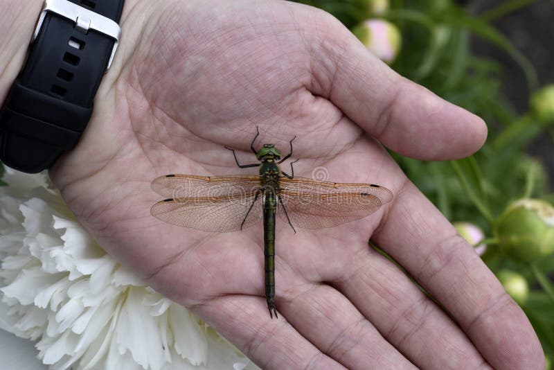 Dragonfly in Hand. a Large Dragonfly Stock Image - Image of hand ...