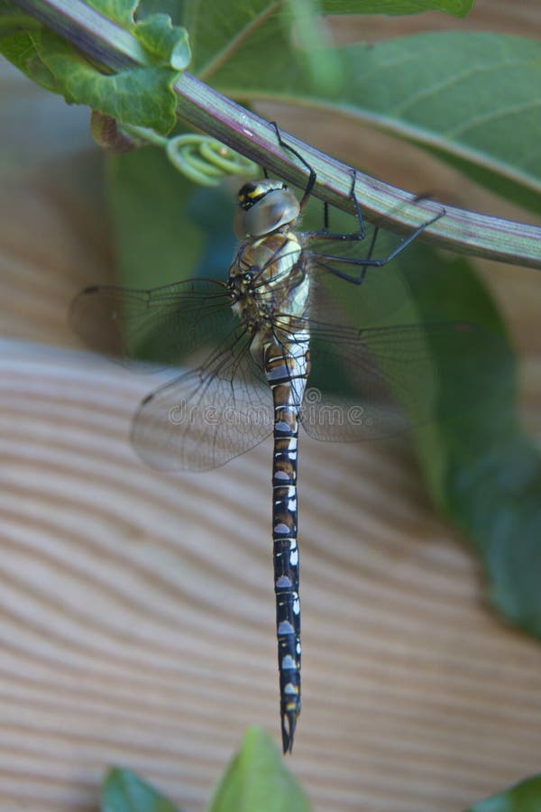 Dragonfly. stock image. Image of hornet, basket, bokeh - 97799493