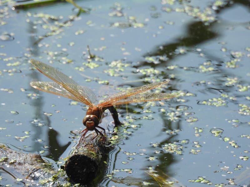 Reddish Brown Dragonfly Laying Eggs Stock Image - Image of eggs, nature ...