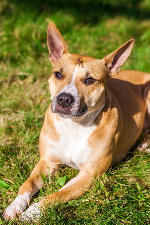 299 Dog Forehead Photos - Free & Royalty-Free Stock Photos from Dreamstime