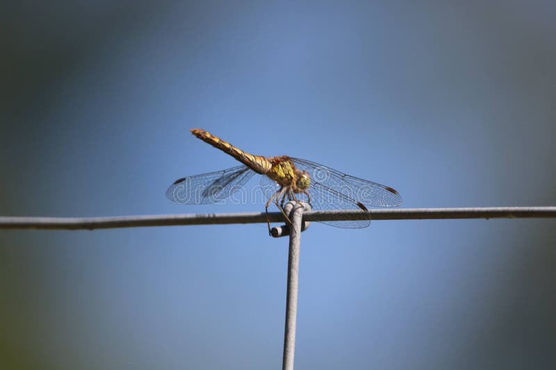 Dragonfly having a rest stock photo. Image of nature - 98907664