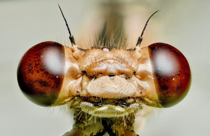 Macro Of Dragonflys Head, Side View Stock Photo - Image of head, orange ...