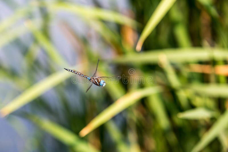 Dragonfly Hiding among the Reeds Stock Image - Image of reeds, hiding ...